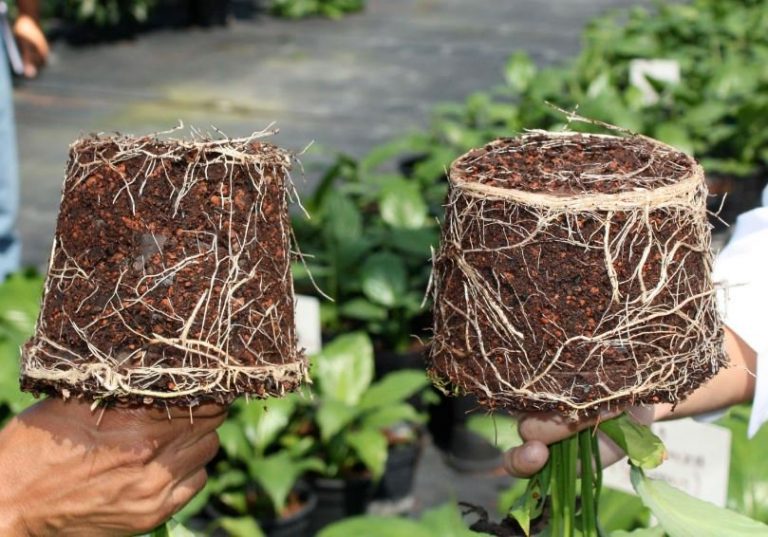 IMPORTANCIA DE LAS MICORRIZAS EN EL CULTIVO - BioEspacio